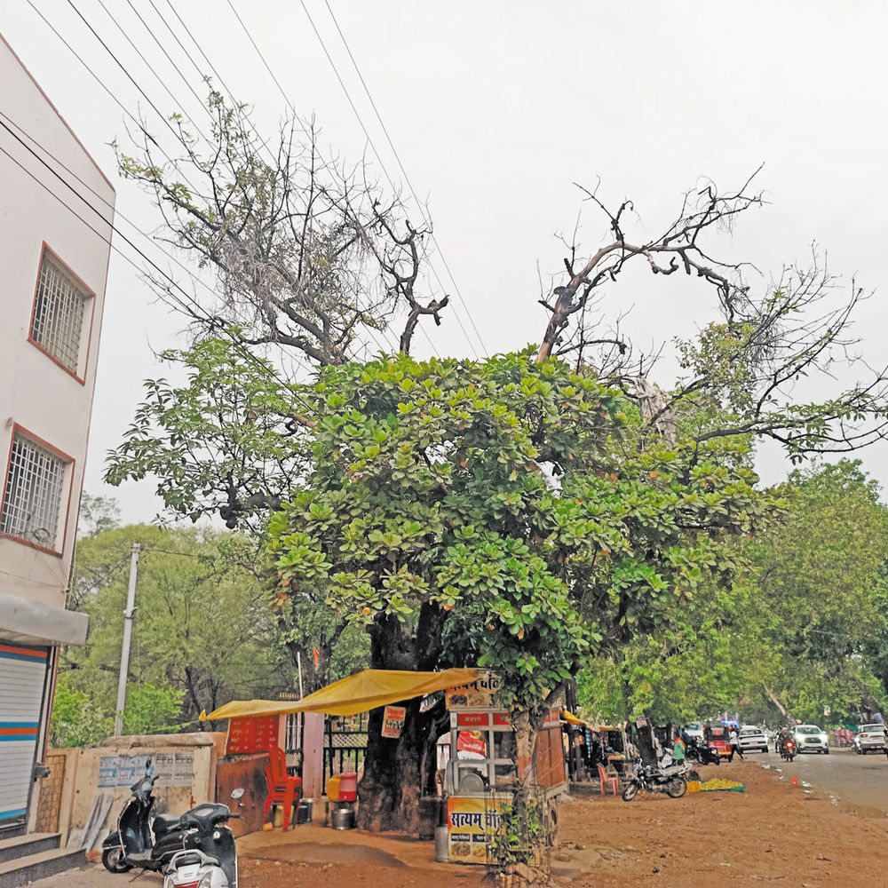 Dhamtari neglects tree trimming, risking power line damage | News ...