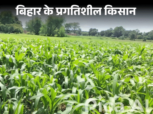 Bihar farmer grows 70 diverse crops | News Minimalist