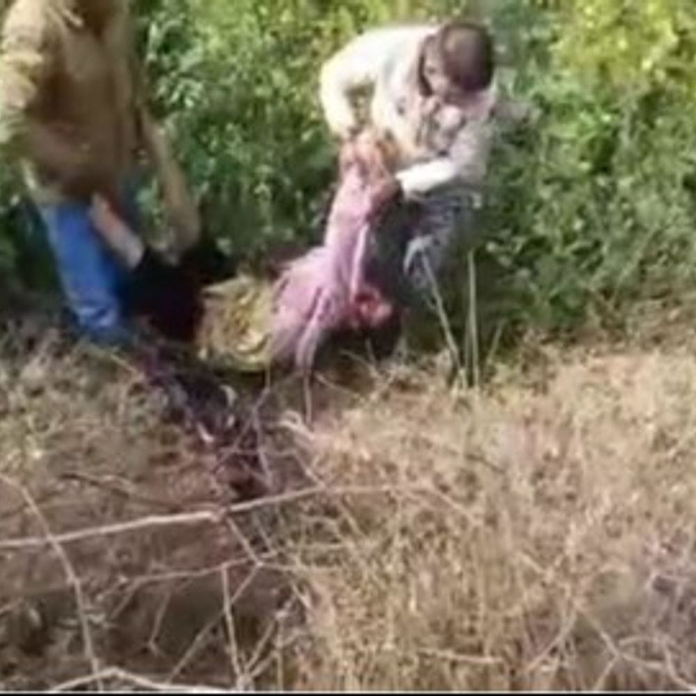 Father shoots and kills married daughter in Bhind over shame | News Minimalist