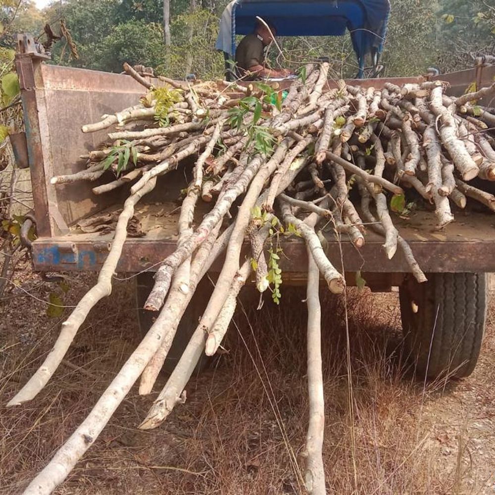 Forest officials arrest five for illegal logging in Barkemala forest ...