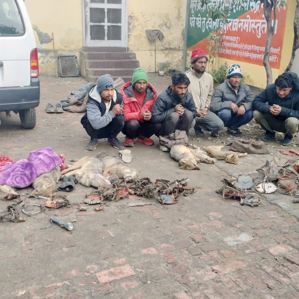 Seven poachers arrested in Baghpat for wildlife smuggling to Sonipat ...