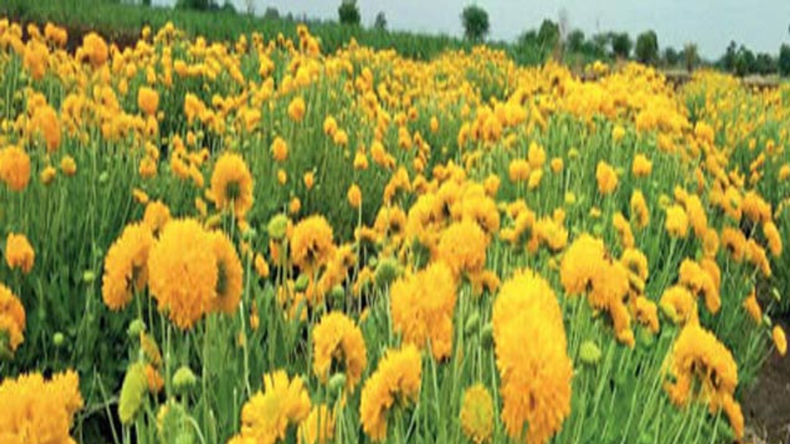 Galanda Flower Images | Best Flower Site