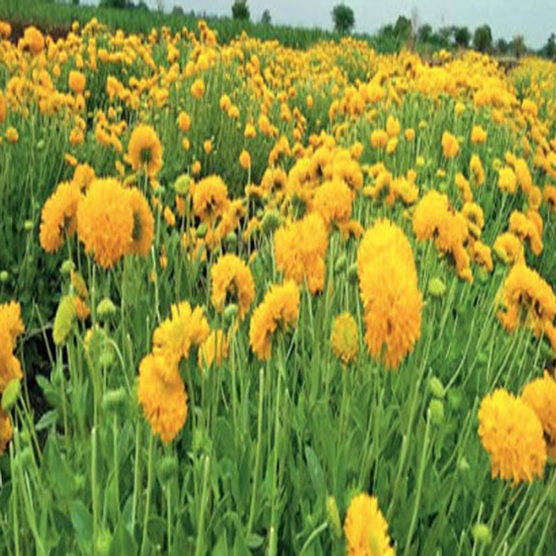 Galanda Flower Farming In Marathi | Best Flower Site