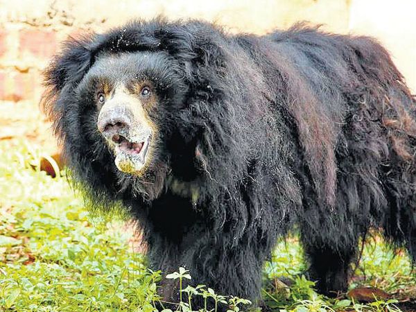 The oldest bear in the country | नियमित दिनचर्या से गुलाबो बनी देश की ...