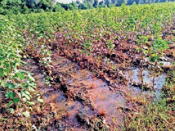 Cotton crop deteriorated due to rain | बारिश से कपास की फसल हुई खराब ...