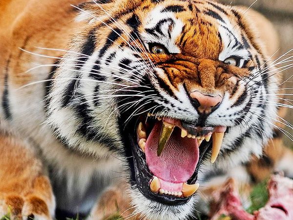 Bengal tiger's teeth broken due to bite of toy, now gold teeth were ...