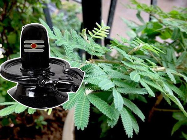 shravan 2020 shami tree importance in shiv puja | बेलाची तसेच शमीच्या ...