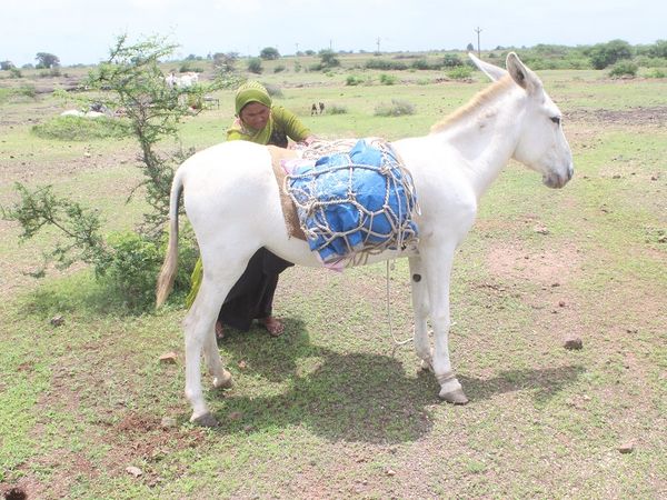 Halari donkey's milk is very beneficial for beauty, immunity and anti ...