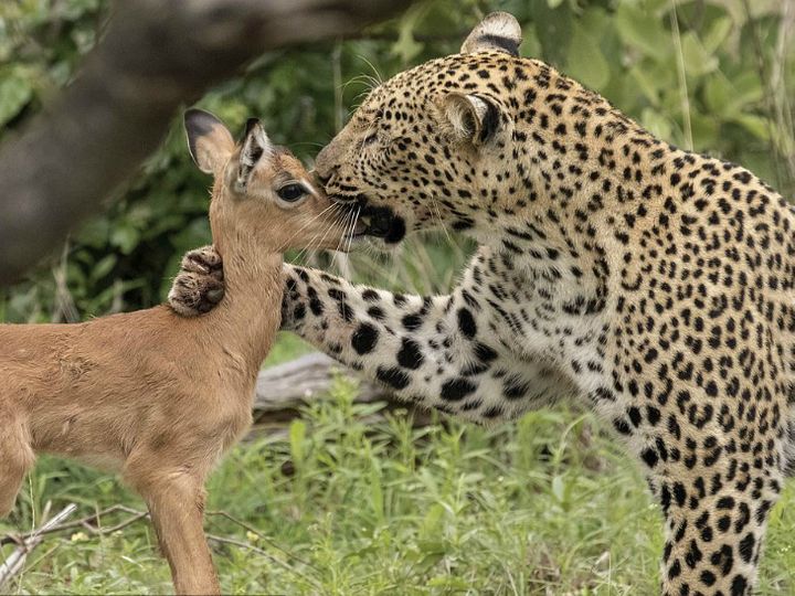 The cheetah cherished the deer first, took it in confidence, tried to ...