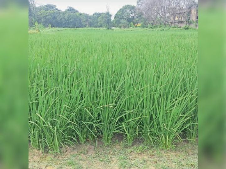 Growing weed in paddy fields raised farmers' worries: Dwivedi | धान के ...