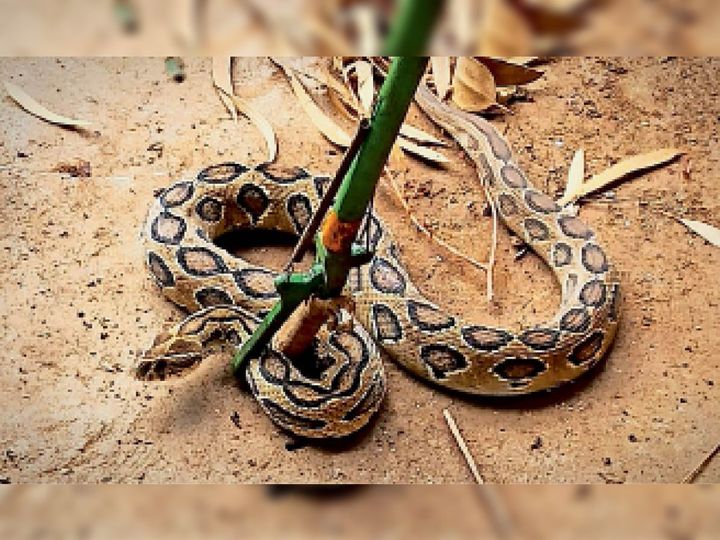 Due to excess moisture in the forest, the snake of the Russell Viper ...