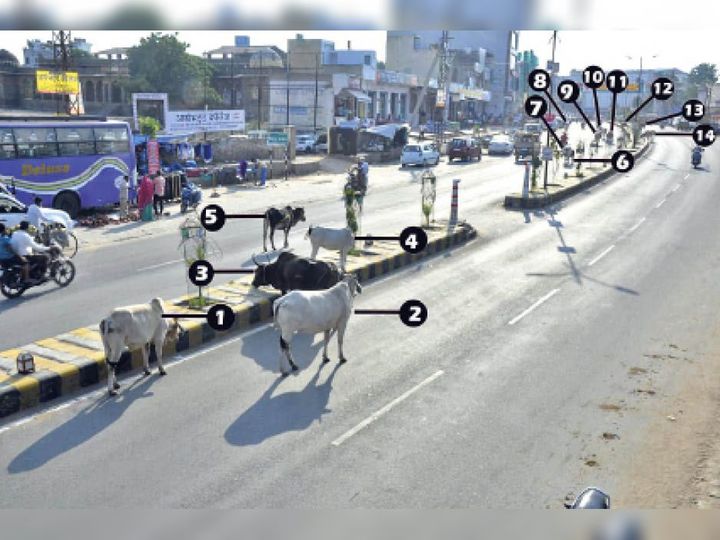 There have been 8 accidents in the months due to stray animals on the ...