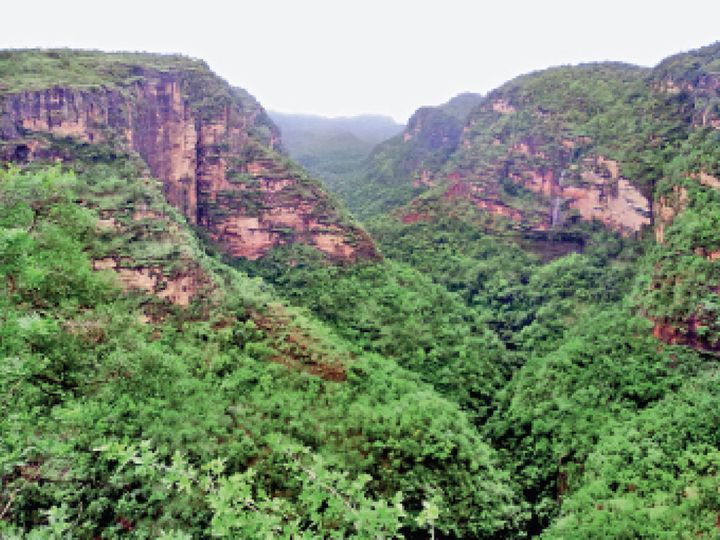 There is also the vegetation found in Himachal in Satpura-Bori, the ...