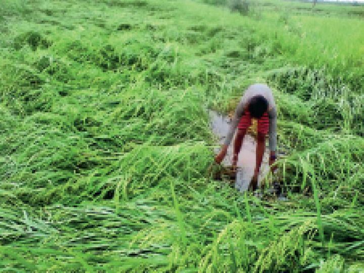 The rain increased with the wind, paddy spread in the field | हवा के ...