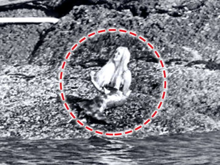 The Story Of Real Life Mermaid Spotted In 1967, Still A Mystery ...