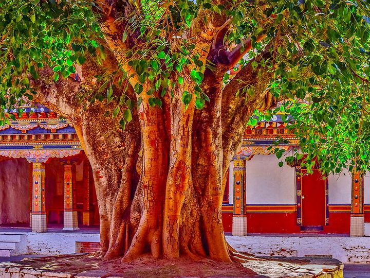 vat purnima The importance of vatvruksh and sut | वटपौर्णिमेला ...