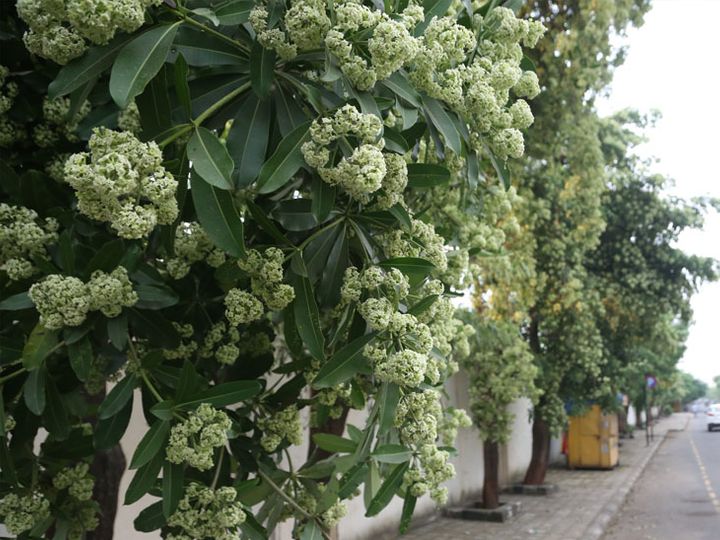 The purity of the atmosphere spreads the fragrance of the saptaparni ...