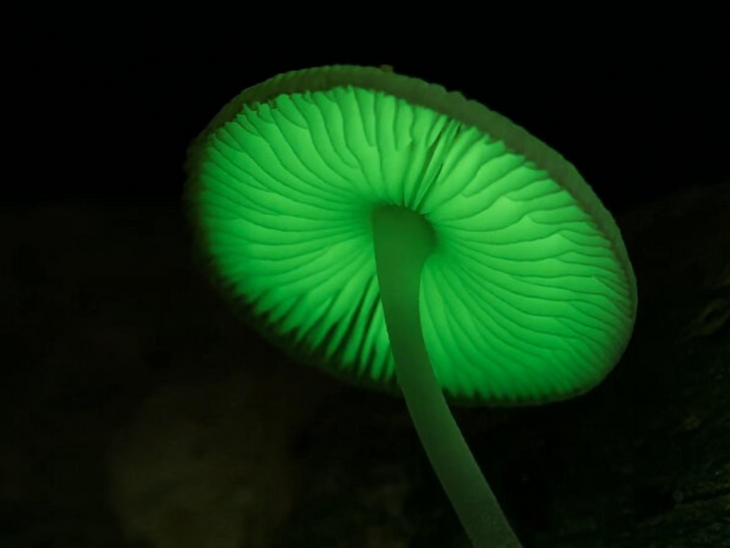 Say hello to glowing wood, the future of sustainable illumination-This ...