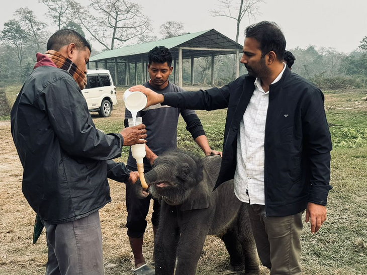 Heartwarming Rescue: 20-day-old elephant calf finds new home