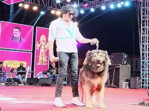 Bengaluru dog enthusiast spends Rs 50 Crore on rare ‘Wolfdog’ Cadaboms ...