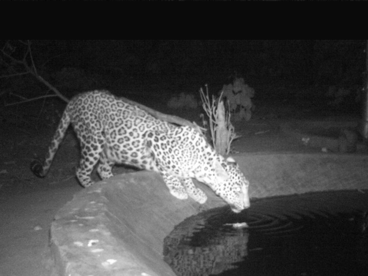 Special summer arrangements for wildlife in Surat-Tapi forests - Surat ...