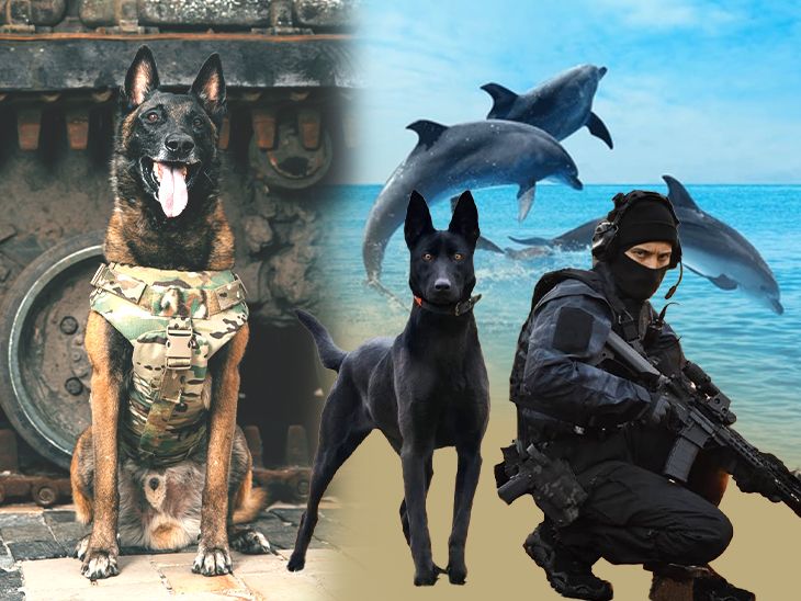 Animals becoming “new soldiers” of armed forces: How Rats and Dolphins ...