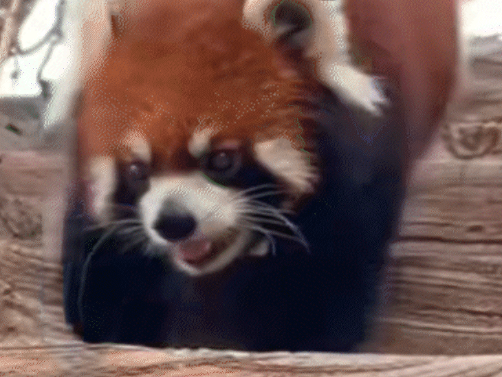 Red Panda charges Rs 24000 to wake up; Woman hasn't removed makeup for ...