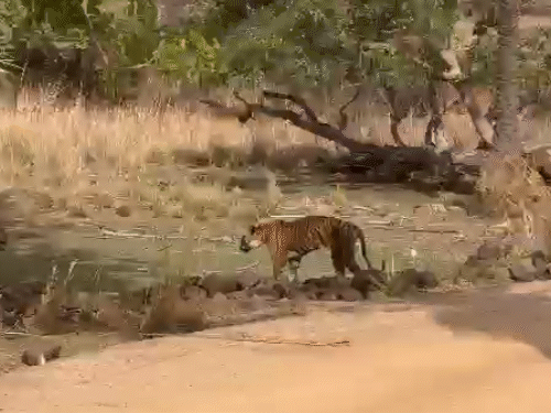 ranthambore tigers dying from same gene pool machli lineage causing ...