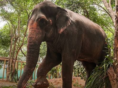 Elephant controversy: Vantara says shifting was on court's order ...