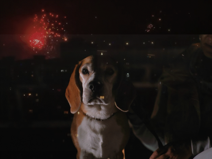 How to protect your pets from firecracker fear