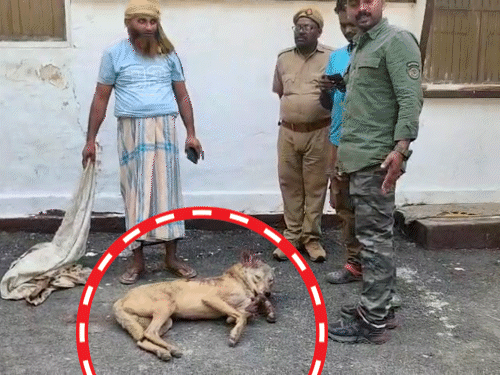 Shooter killed man-eating wolf in Bahraich DFO says encounter was done ...