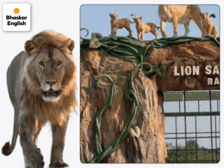 Lions to be spotted in Rajkot from April 2026: Dense forest and ...