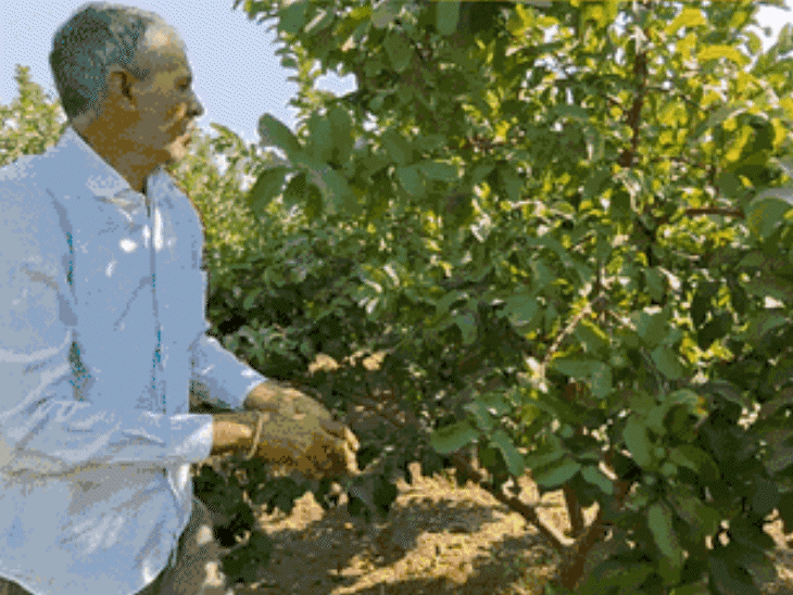 Rajasthan farmer earns ₹10 lakh profit annually from Guava cultivation ...