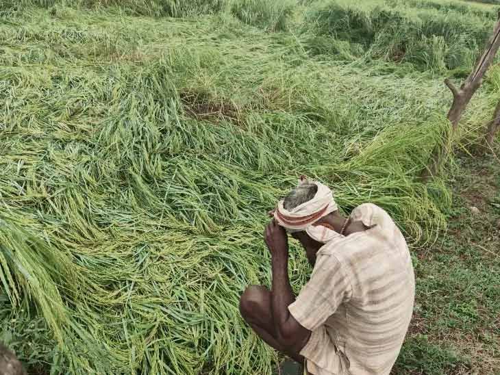 Farmer after seeing ruined crop says It's better to die Hundreds of ...