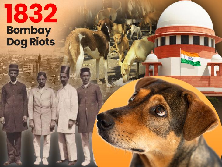 SC bars stray dogs in schools, hospitals, and highways; Revisiting the ...