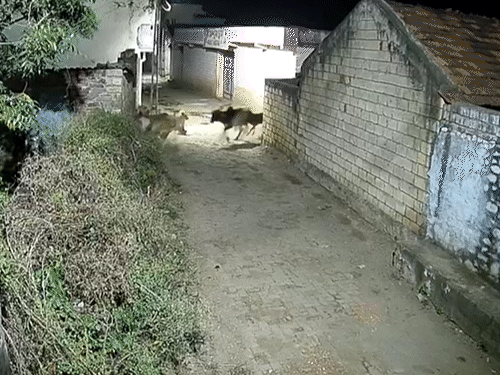 5 lions roam Mota Agariya village in Amreli district Predator hunt ...