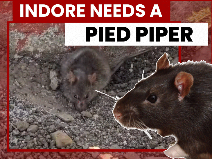 Indore battles rat menace, 1,100 bite cases in 6 months: From hospitals ...