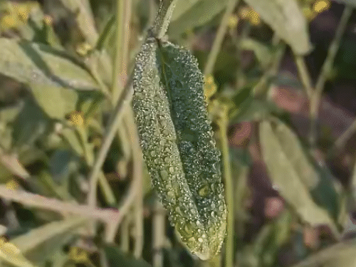 Frost grips Rajasthan as temperatures plunge sharply: Mercury drops by ...