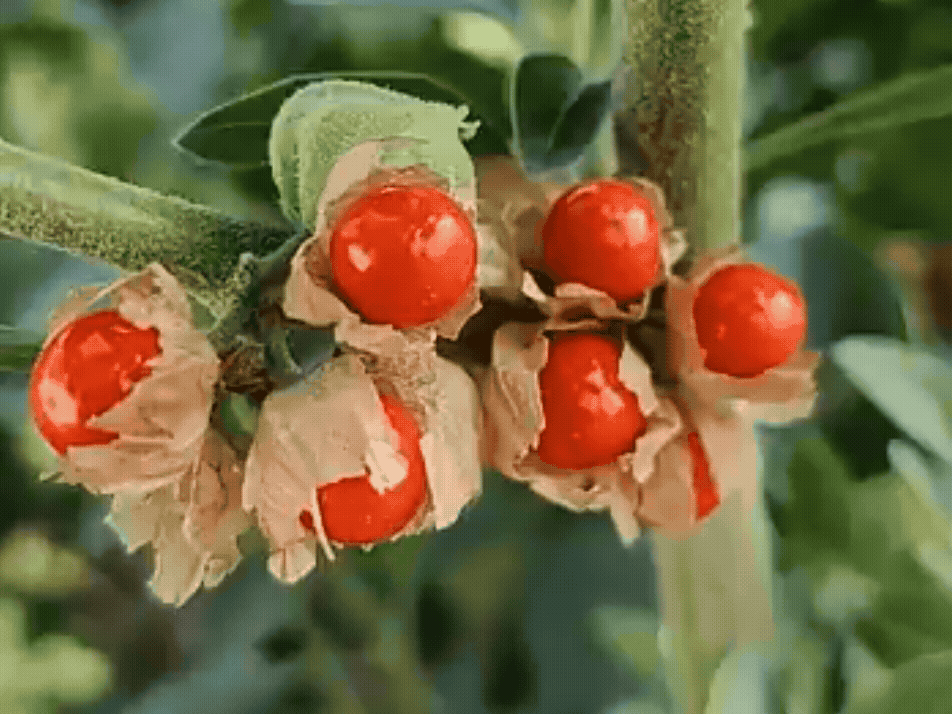 Marwar’s Nagauri Ashwagandha receives GI tag: State's 2nd agricultural ...