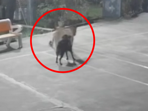 Ramnagar Leopard Snatches Dog | BJP Leaders House Attacked; 5th Wild ...