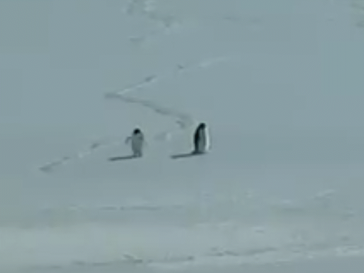 Penguins Viral Death Walk Story | Internet Memes & Trump Trend