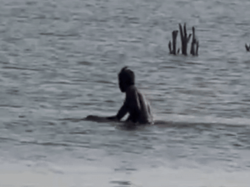 Ajmer Lake Bird Poaching Video Sparks Forest Dept Surveillance