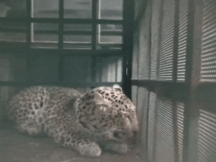 Indore Leopard Rescue: Female Leopard Saved from Sanawadia After ...