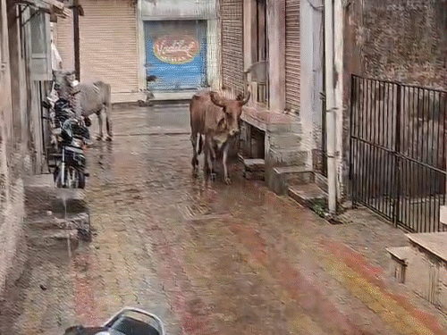 Saurashtra & South Gujarat Showers; Surendranagar Hottest | Gujarat Heat