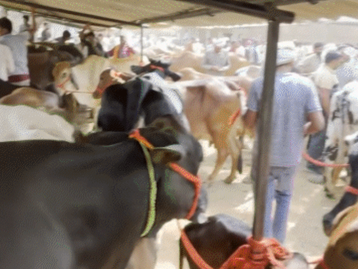 Bengal Cow Sacrifice Ban Sparks Hindu Anger | Purba Medinipur Farmers ...