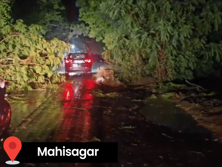 Gujarat Rains: Mahisagar Trees Uprooted | Ahmedabad & Surat Alert