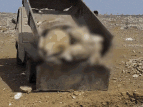 Rajgarh Cow Carcasses Pile Up | Foul Smell Spreads; Dogs Tear