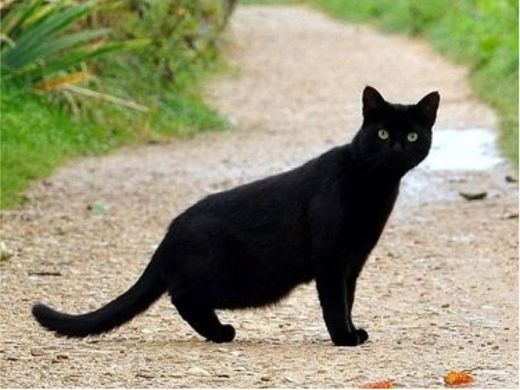 cat worship in Karnataka as a deity | कर्नाटक के मंदिर में बिल्ली को ...