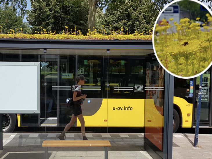 316 Dutch Bus Stops Are Getting Green Roofs Covered in Plants as a Gift ...