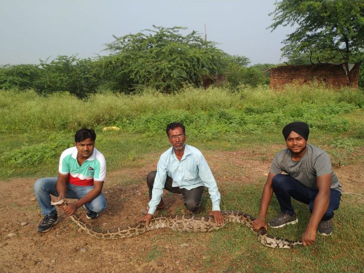 Python Eats Dog: In Chandigarh, 12-Feet Python Swallows Pet Labrador ...